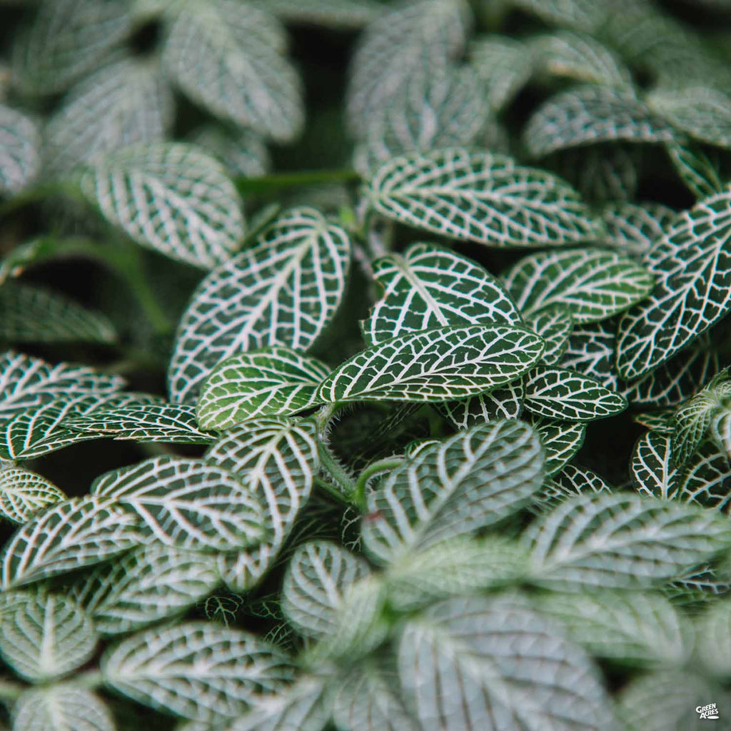 Nerve Plant — Green Acres Nursery & Supply