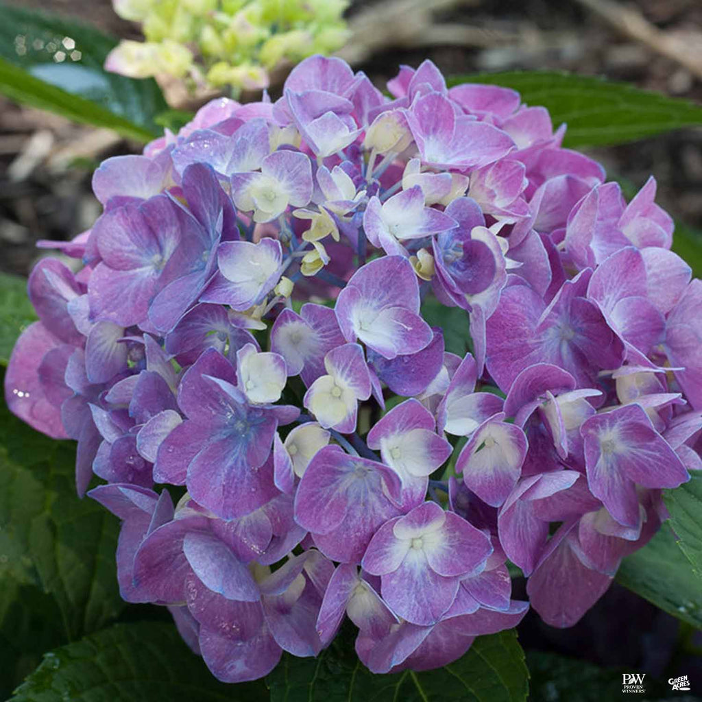 Let's Dance® Rave® Hydrangea — Green Acres Nursery & Supply