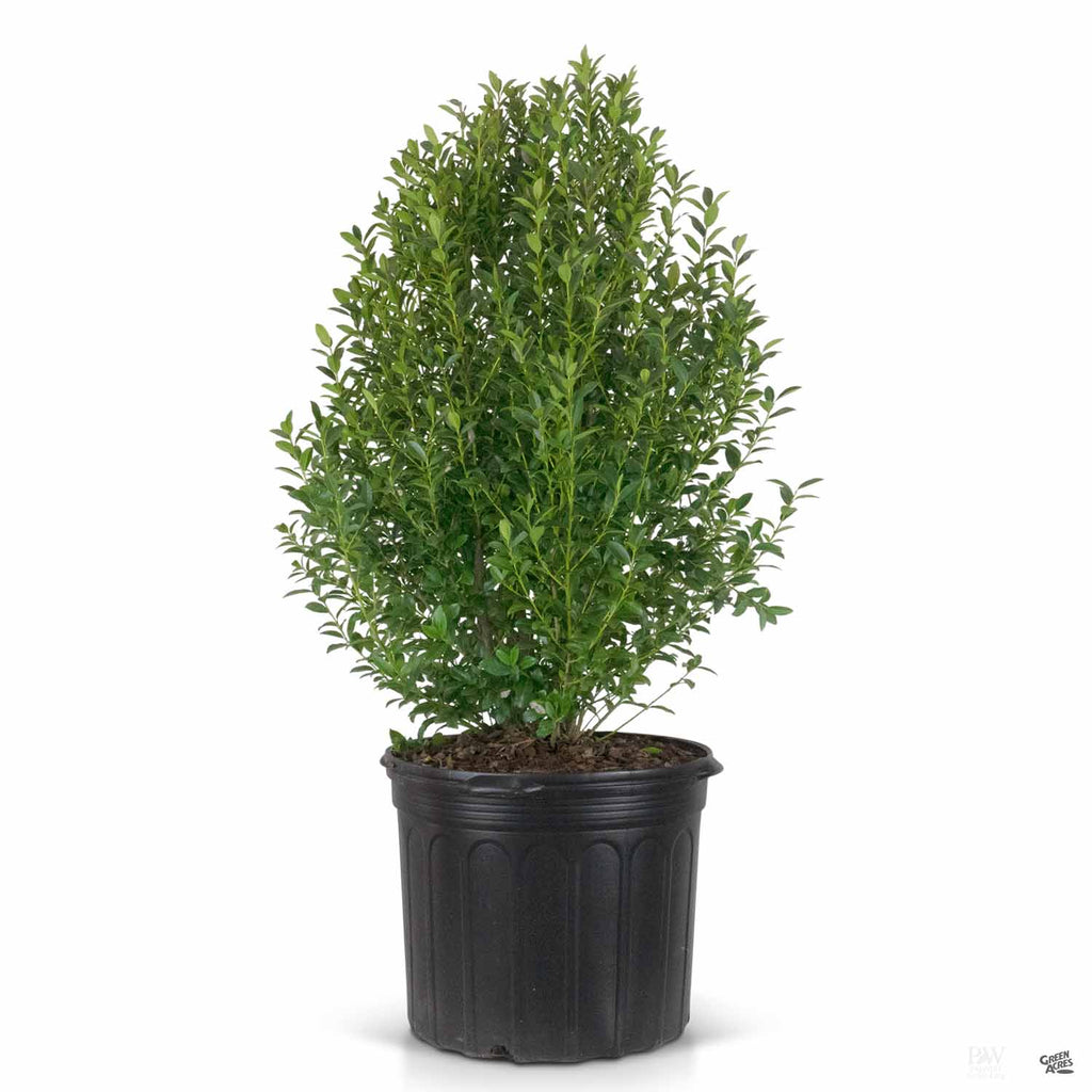 Holly 'Arrow Point' — Green Acres Nursery & Supply