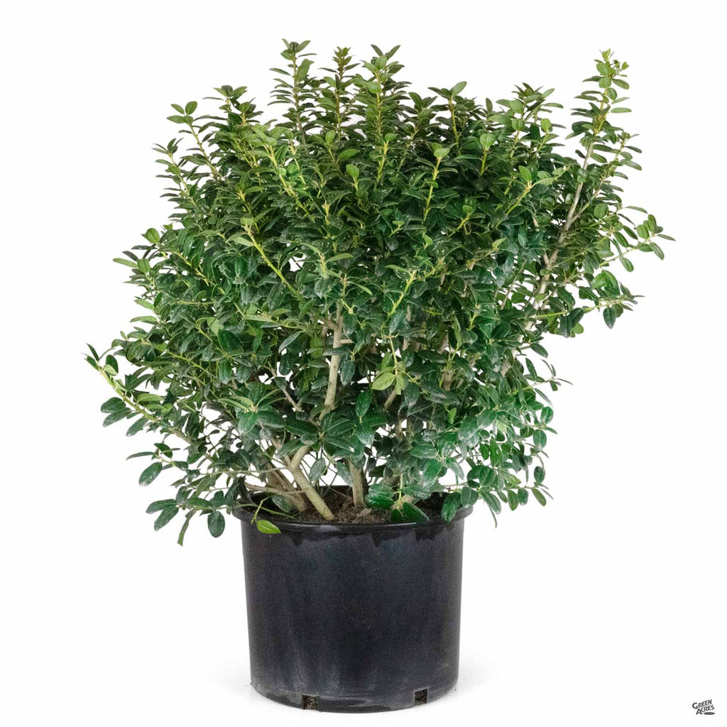 Dwarf Burford Holly — Green Acres Nursery & Supply