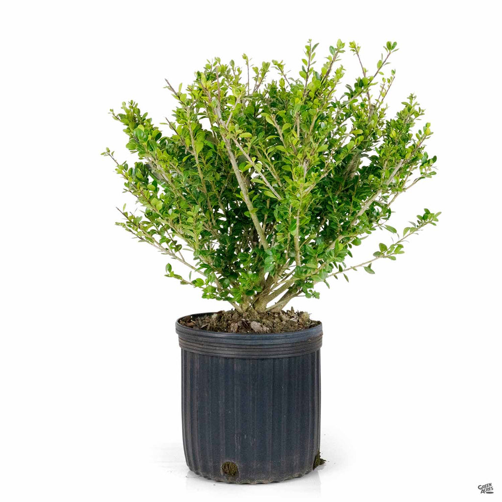 Japanese Holly 'Compacta' — Green Acres Nursery & Supply