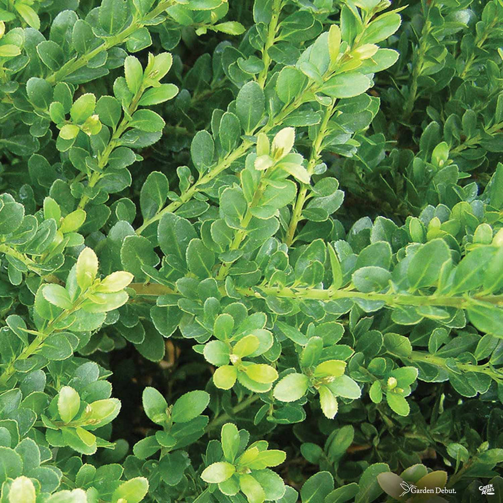 Japanese Holly 'Compacta' — Green Acres Nursery & Supply