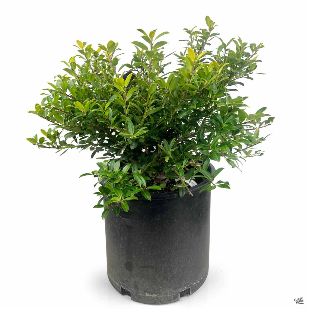 Golden Hoogendorn™ Holly — Green Acres Nursery & Supply