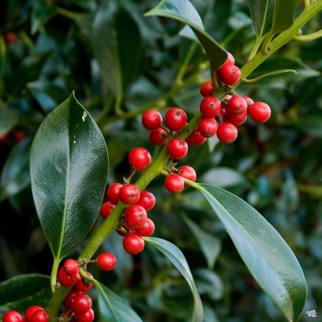 Holly 'Needlepoint' — Green Acres Nursery & Supply