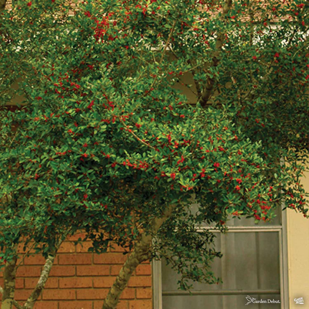 Yaupon Holly Tree Plant Of The Week: Yaupon Holly