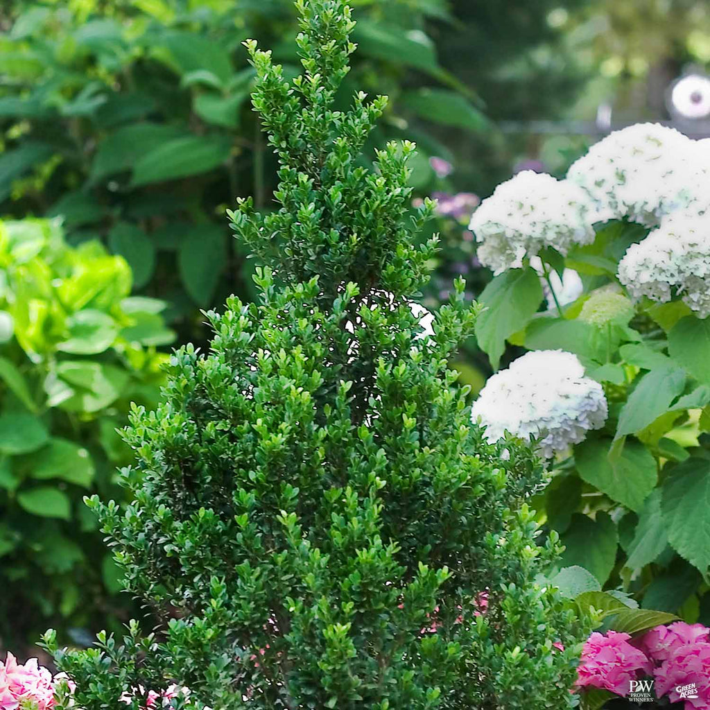Sky Box® Japanese Holly — Green Acres Nursery & Supply