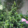 Sky Box® Japanese Holly — Green Acres Nursery & Supply