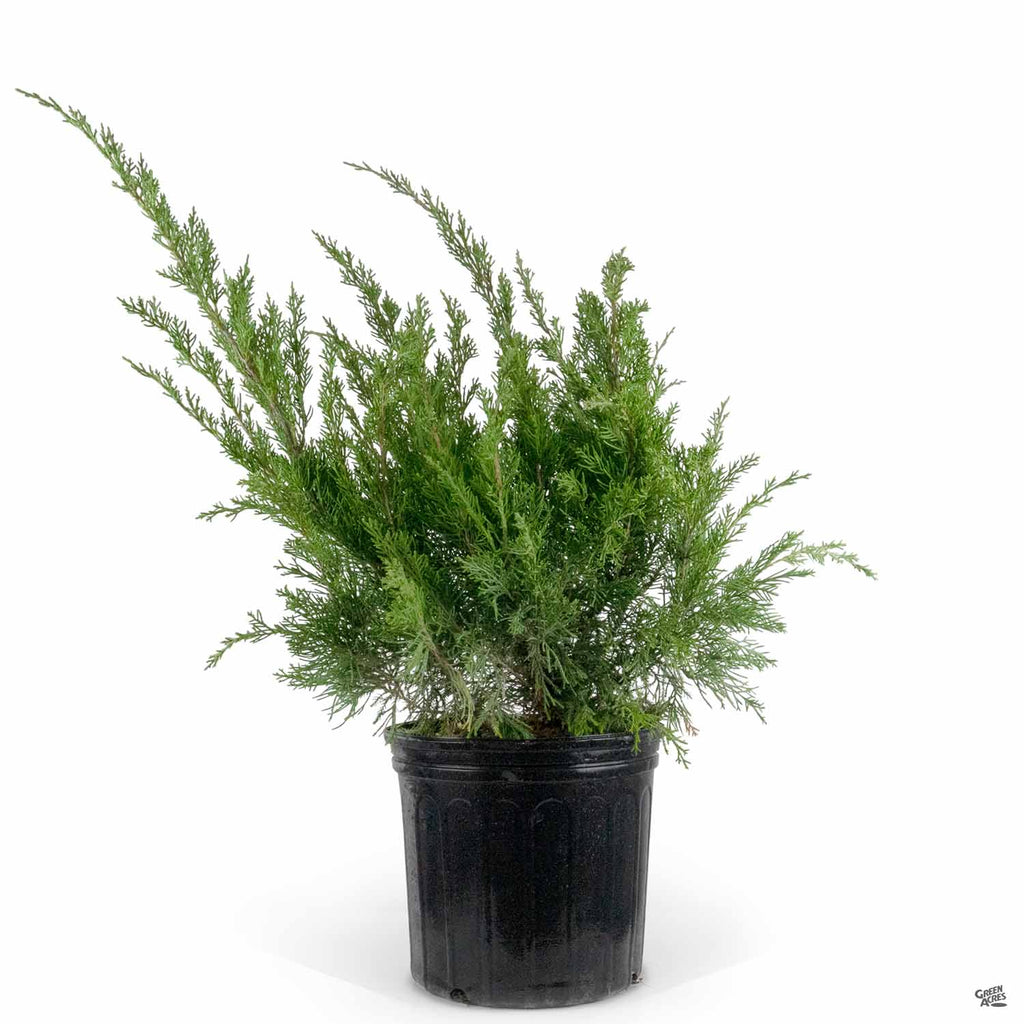 Juniper 'Sea Green' — Green Acres Nursery & Supply