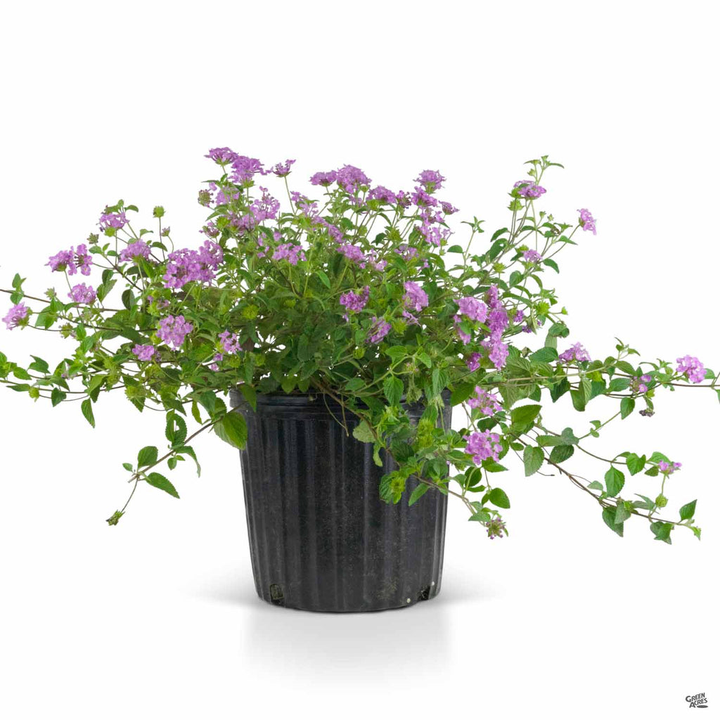 Purple Lantana Plant How To Grow Lantana Montevidensis | EarthOne