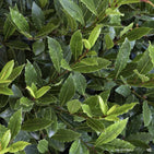 Little Ragu® Sweet Bay — Green Acres Nursery & Supply