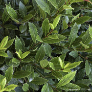 Little Ragu® Sweet Bay — Green Acres Nursery & Supply