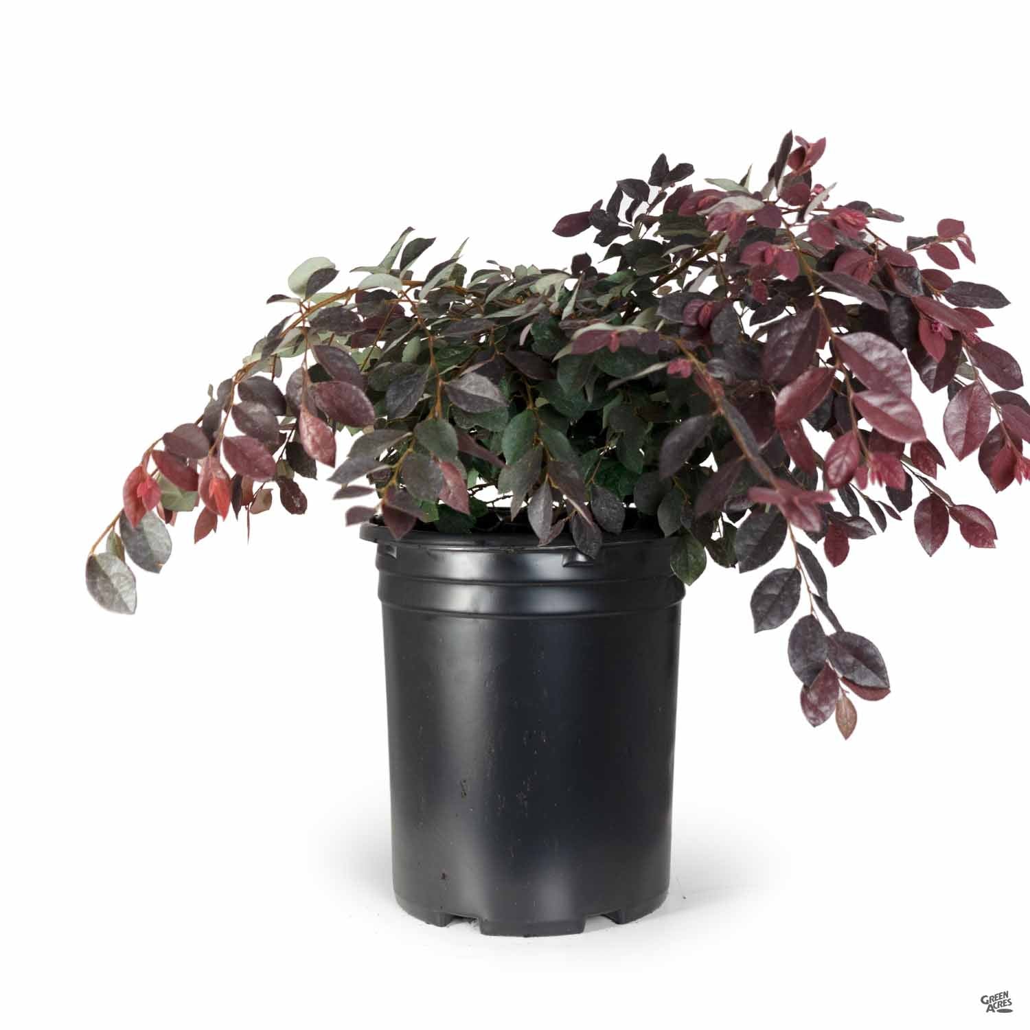 Loropetalum Chinense Purple Majesty