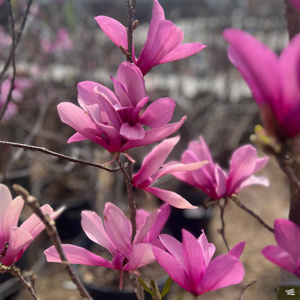 Magnolia 'Ann' — Green Acres Nursery & Supply