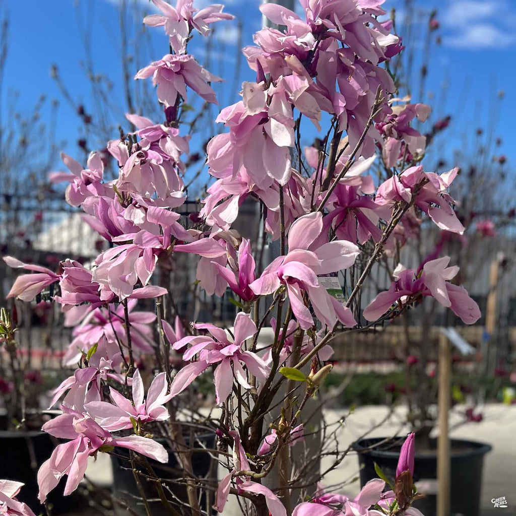 Magnolia 'Ann' — Green Acres Nursery & Supply