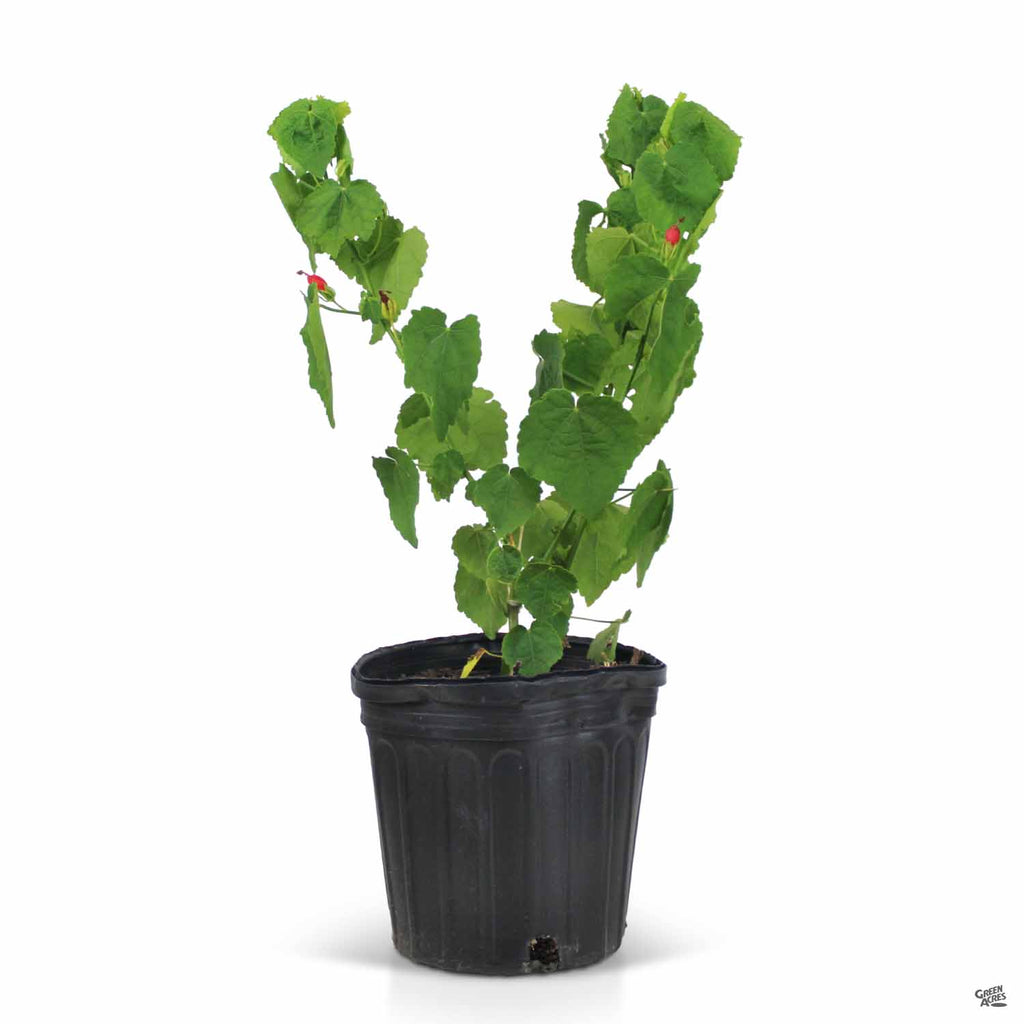 Texas Mallow — Green Acres Nursery & Supply