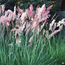 Pink Crystal Grass — Green Acres Nursery & Supply