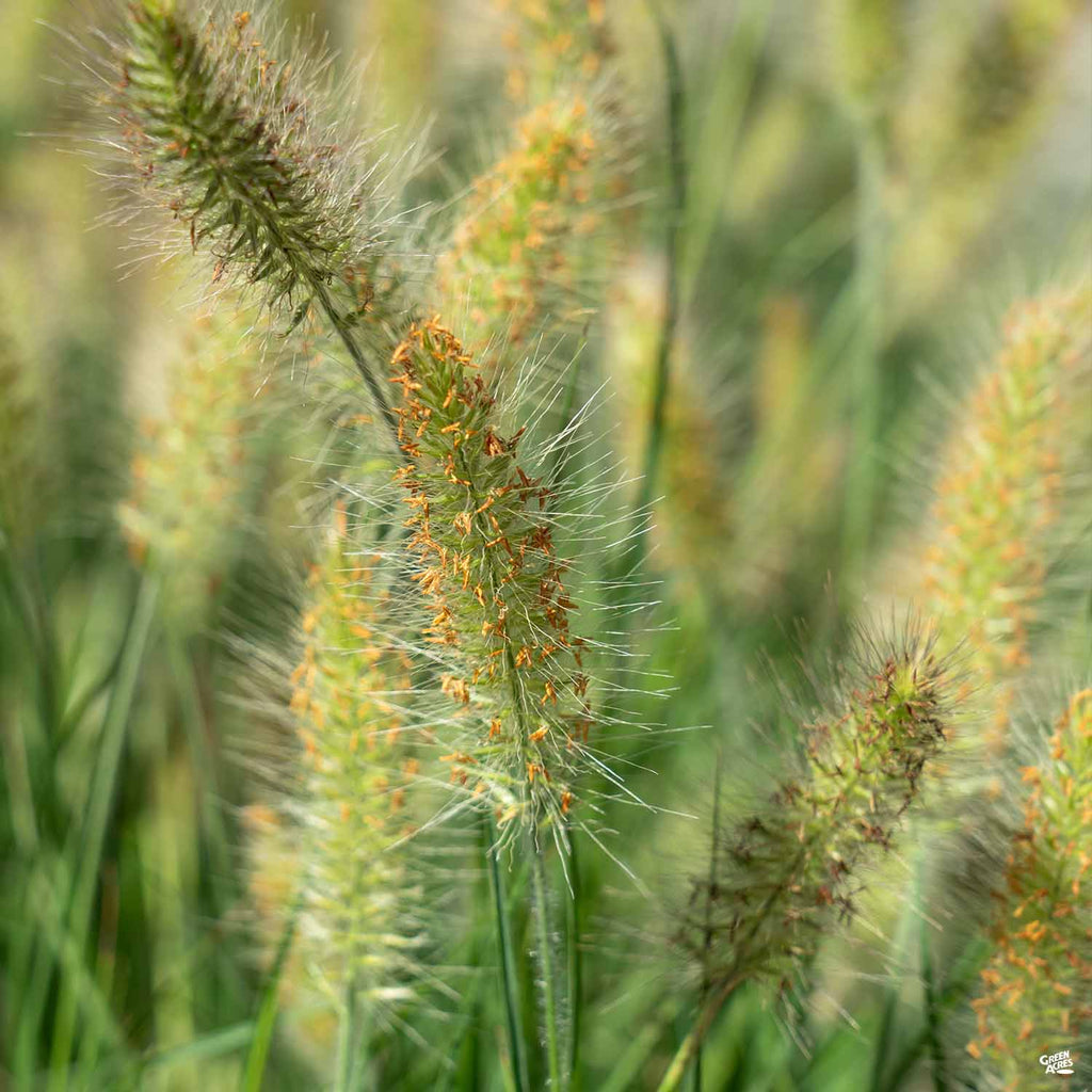 Fountain Grass 'Hameln' — Green Acres Nursery & Supply
