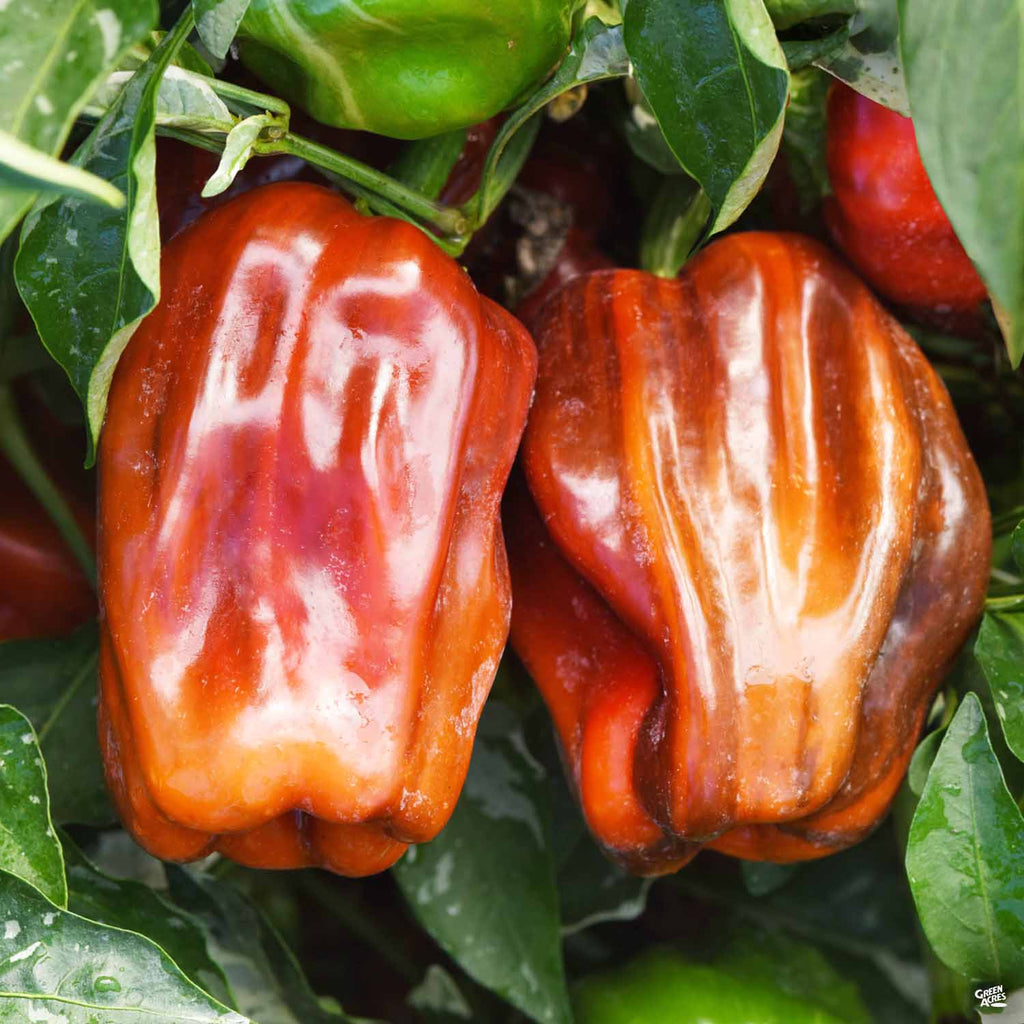 Pepper 'Candy Cane' — Green Acres Nursery & Supply