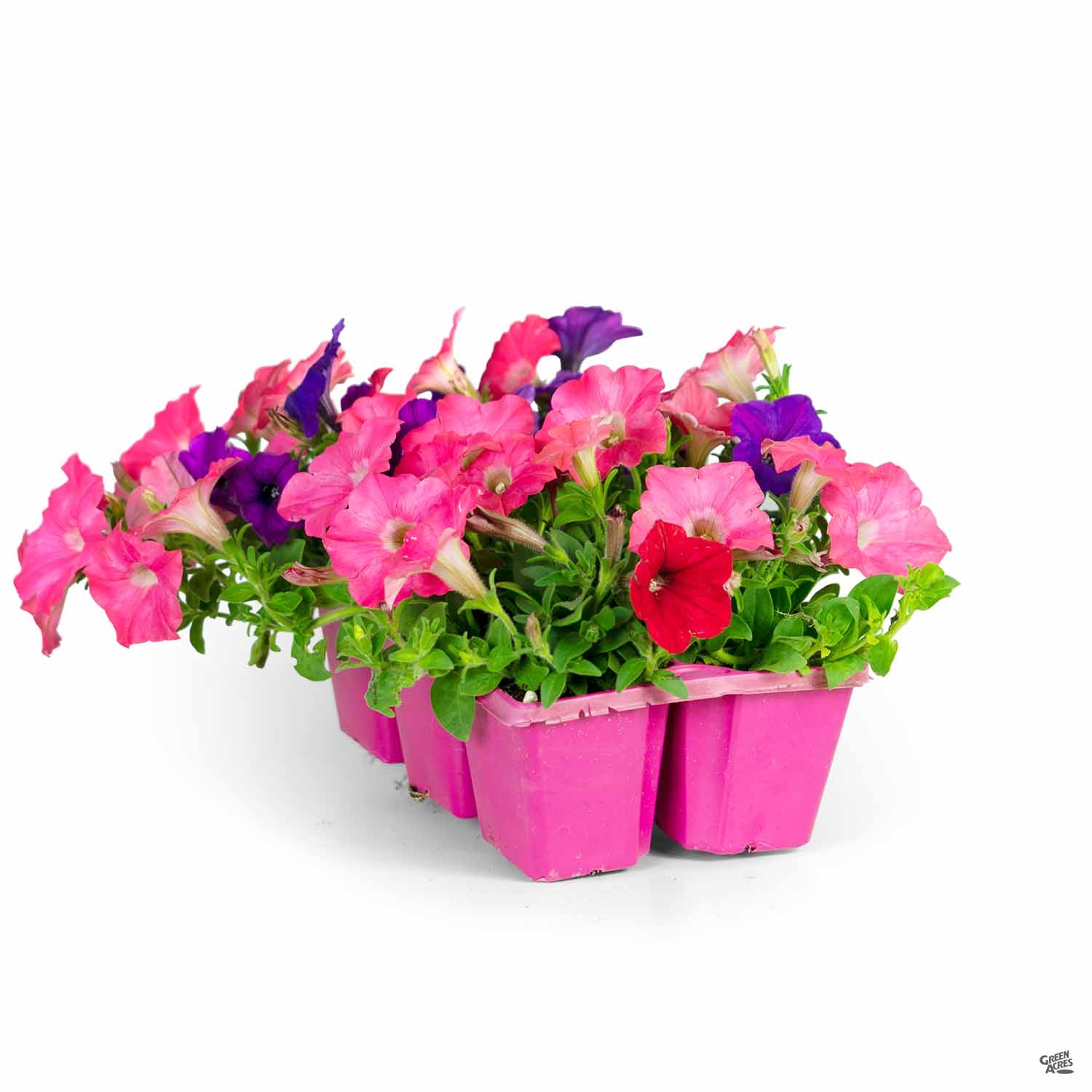 Wave Petunia Logo New Wave Perennials | Order Plants Online In