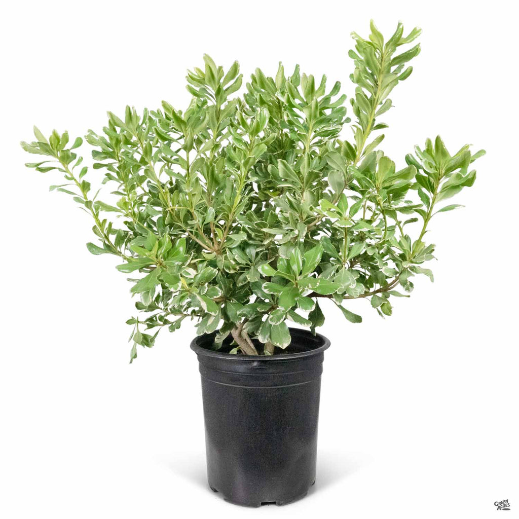 Variegated Mock Orange — Green Acres Nursery & Supply