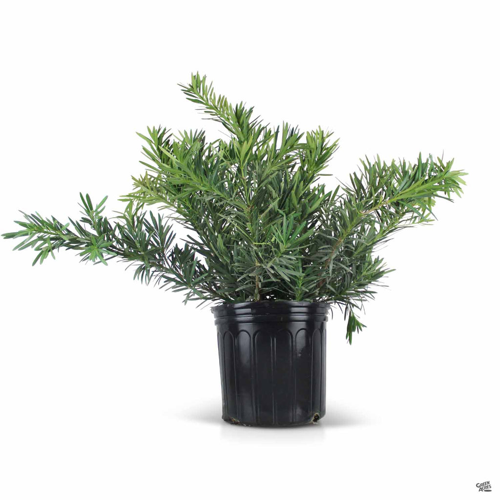 Shrubby Yew Pine 'Pringles Dwarf' — Green Acres Nursery & Supply