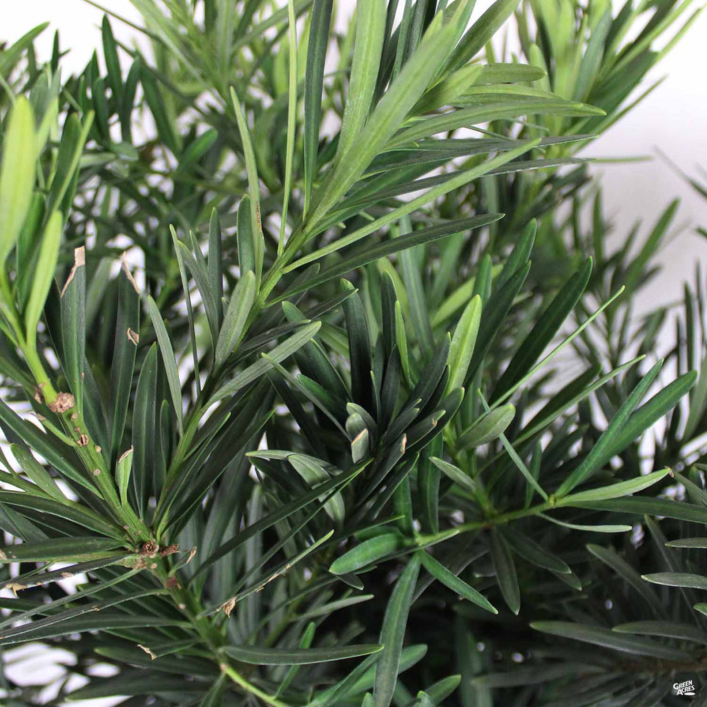 Shrubby Yew Pine 'Pringles Dwarf' — Green Acres Nursery & Supply
