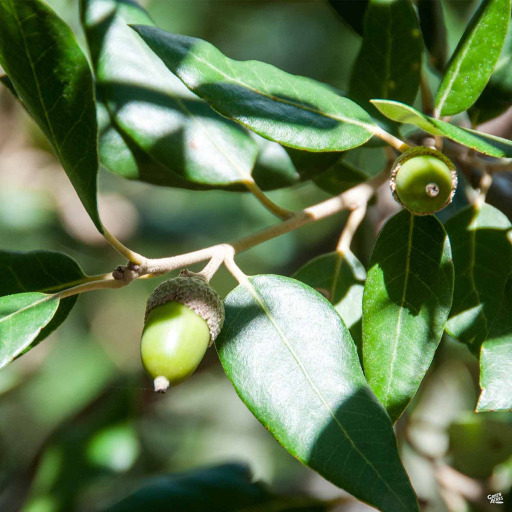 Southern Live Oak — Green Acres Nursery & Supply