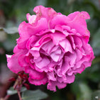 Rose 'Angel Face' — Green Acres Nursery & Supply