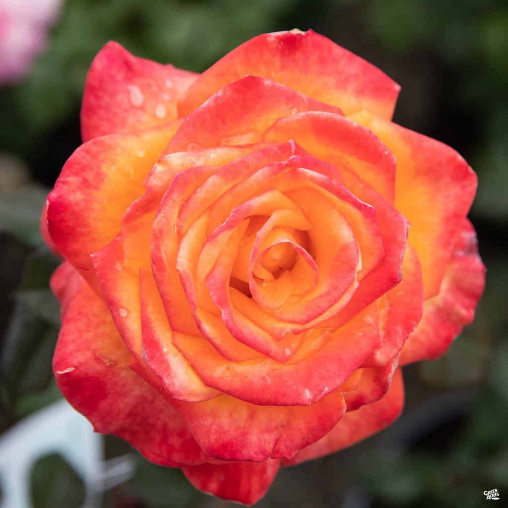 Rose 'Chris Evert' Bareroot — Green Acres Nursery & Supply