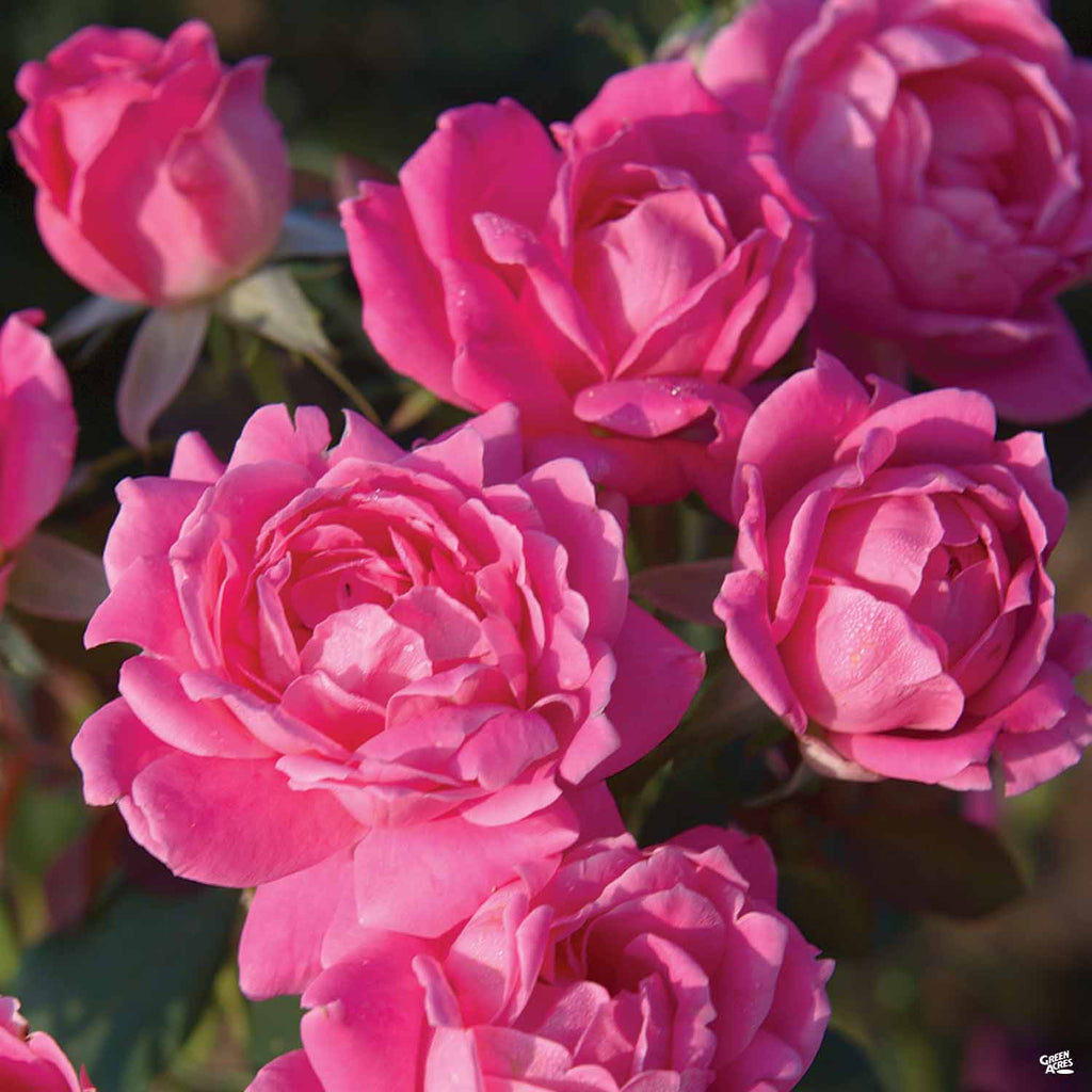 Pink Double Knock Out® Rose — Green Acres Nursery & Supply