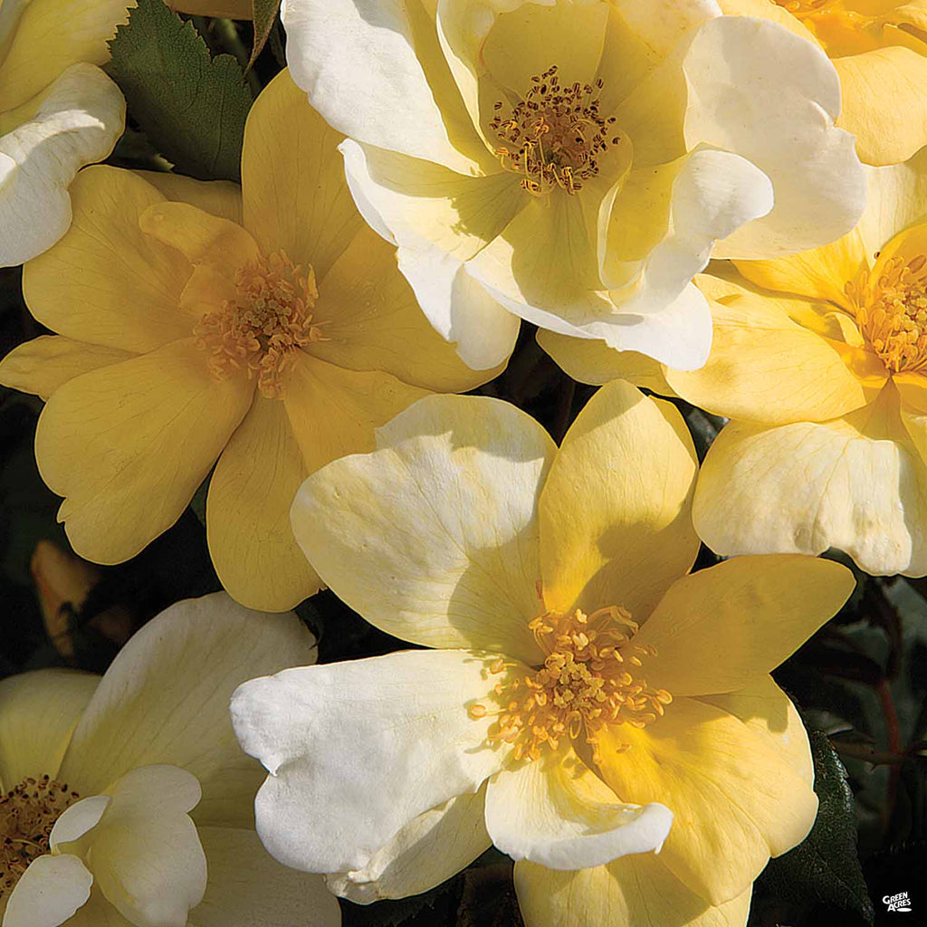 Sunny Knock Out® Rose — Green Acres Nursery & Supply