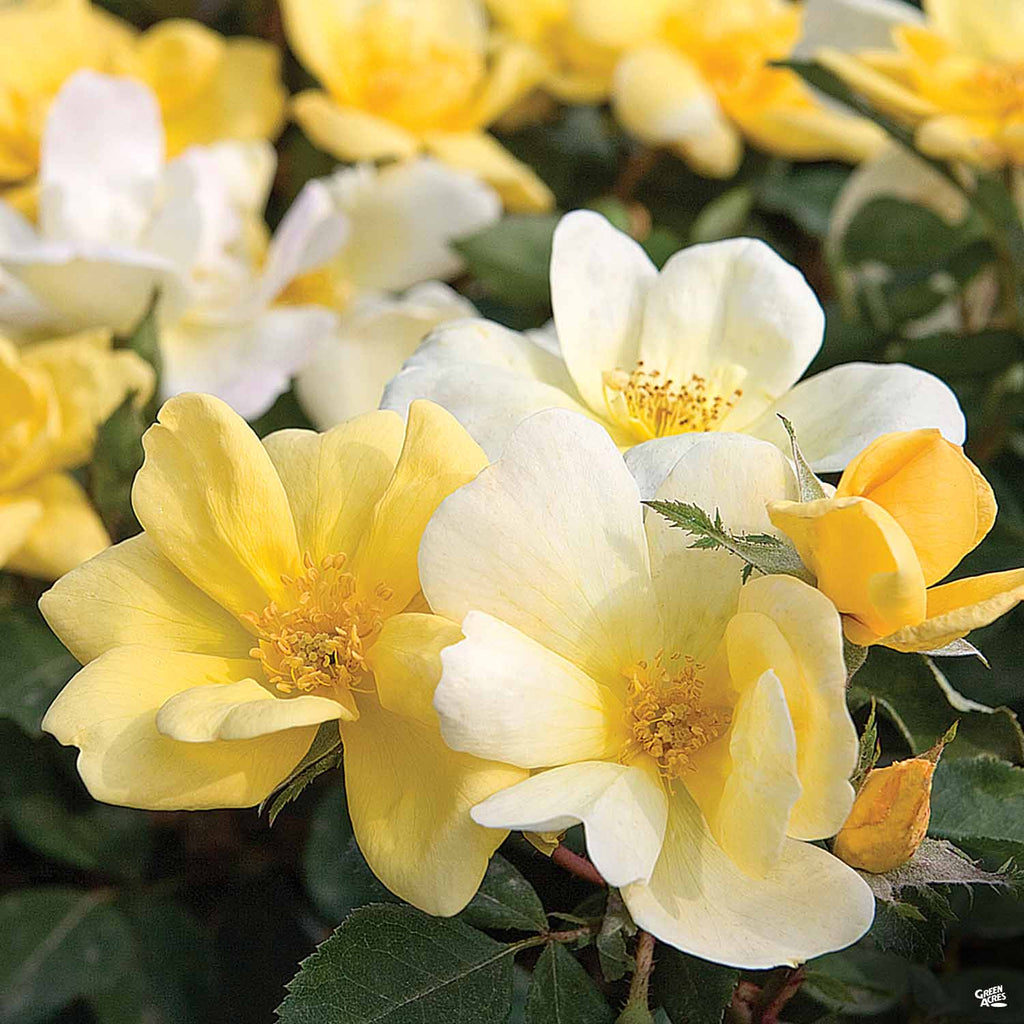 Sunny Knock Out® Rose — Green Acres Nursery & Supply