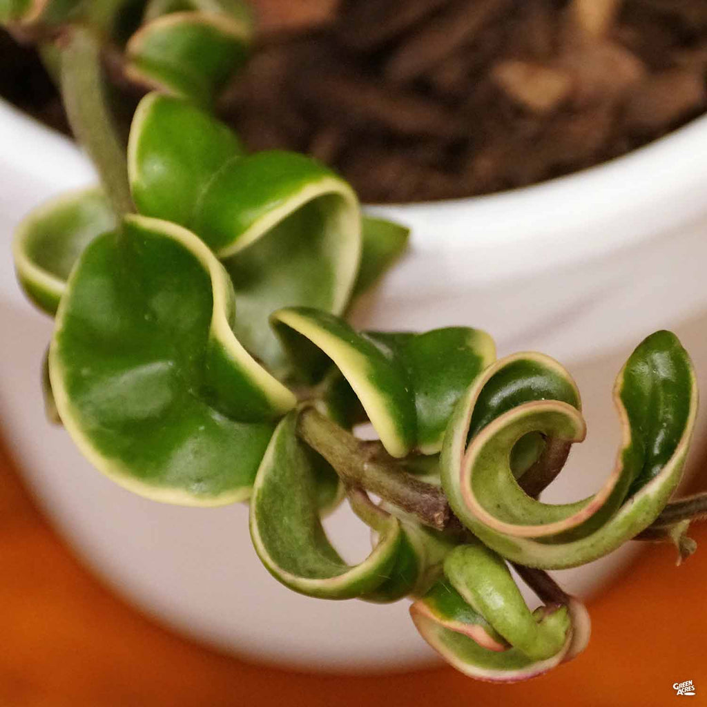 Variegated Hoya Rope — Green Acres Nursery & Supply