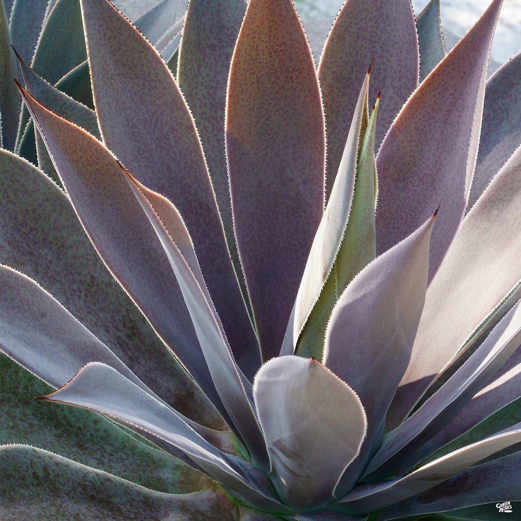 Lavender Lady Mangave