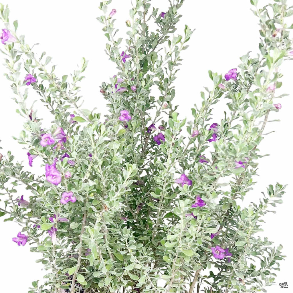 Texas Ranger 'Renegade' — Green Acres Nursery & Supply