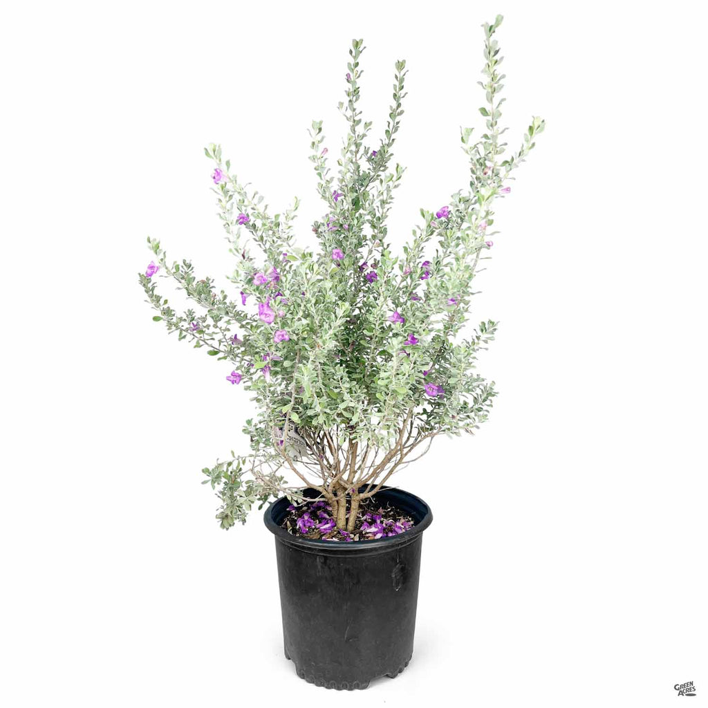 Texas Ranger 'Renegade' — Green Acres Nursery & Supply