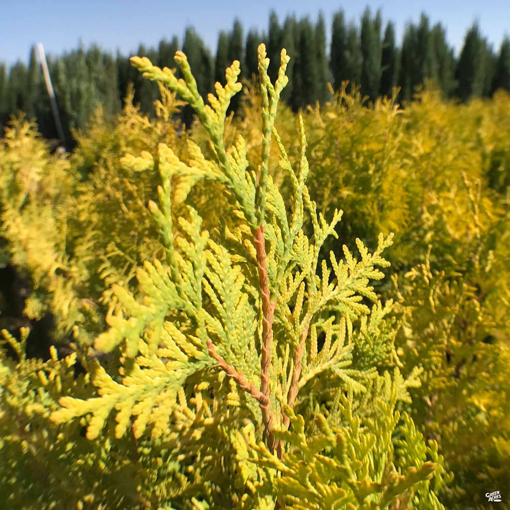Thuja Hightlights™ 'Janed Gold' — Green Acres Nursery & Supply