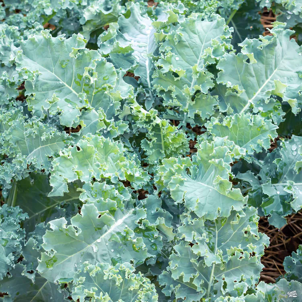 Kale 'Blue Ridge' — Green Acres Nursery & Supply