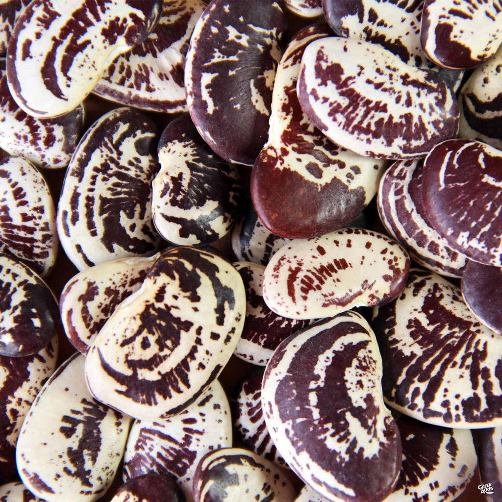 Lima Bean 'Jackson Wonder' — Green Acres Nursery & Supply