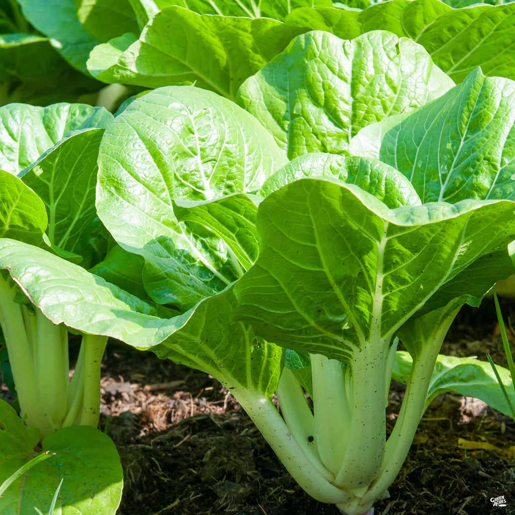 Pak Choi 'Toy Choy' — Green Acres Nursery & Supply