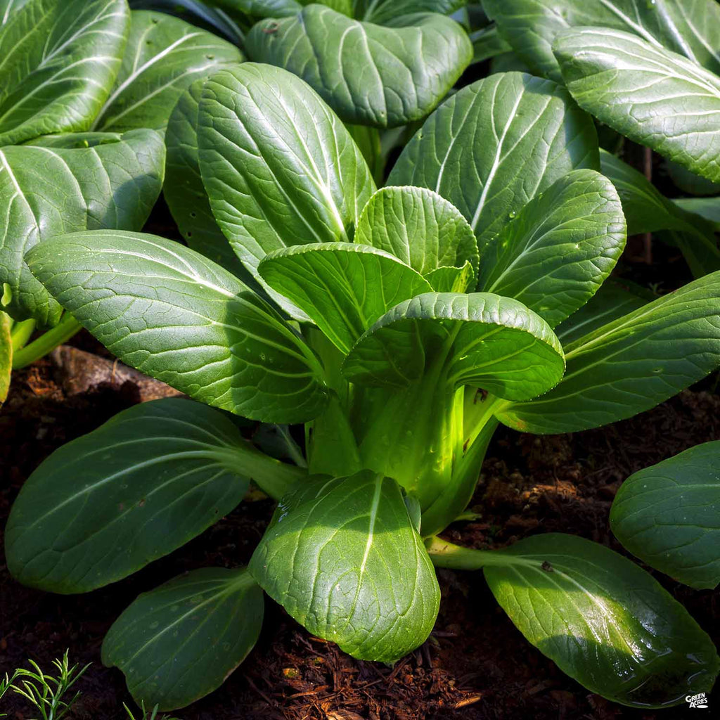 Pak Choi 'Toy Choy' — Green Acres Nursery & Supply
