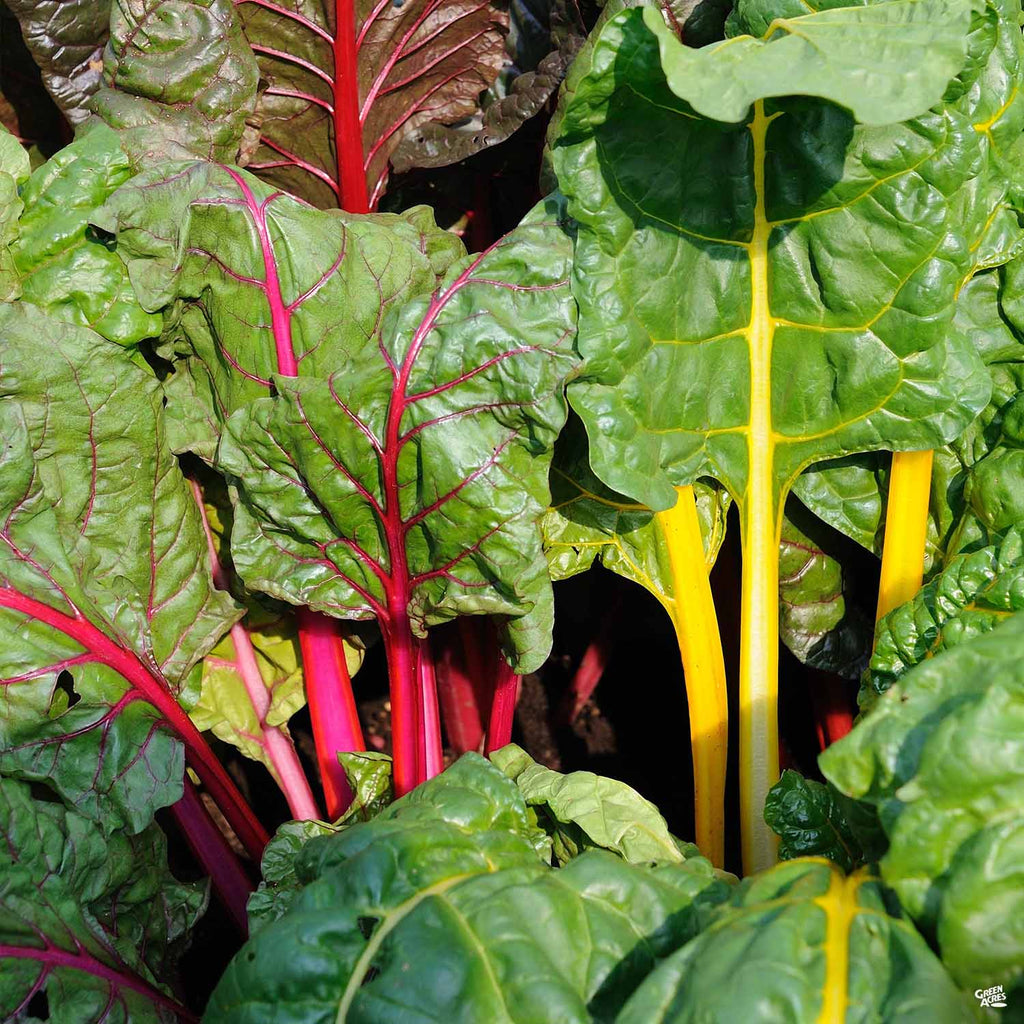 Swiss Chard 'Bright Lights' — Green Acres Nursery & Supply
