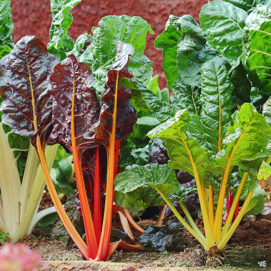 Swiss Chard 'Bright Lights' — Green Acres Nursery & Supply
