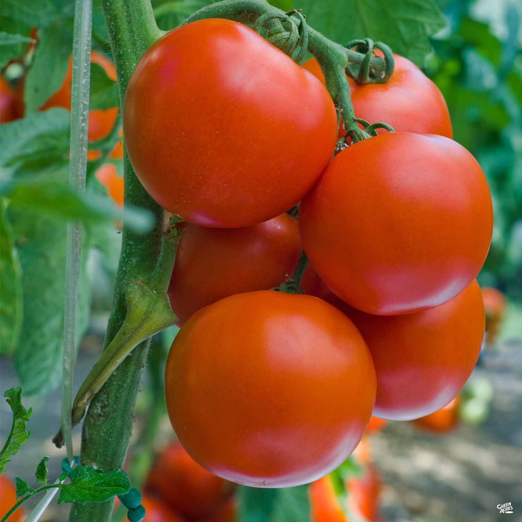 Tomato 'Homestead 24' — Green Acres Nursery & Supply