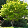Japanese Maple Multi-Trunk — Green Acres Nursery & Supply