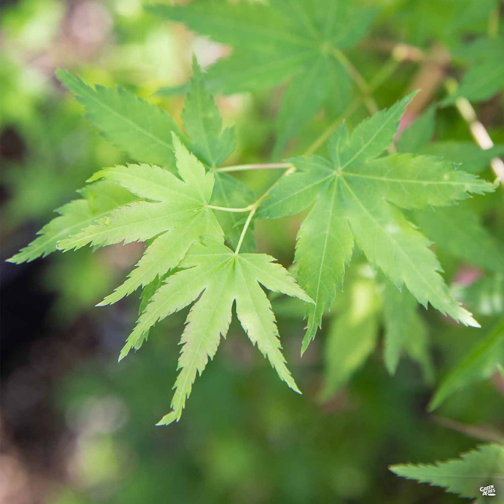 Japanese Maple 'Bihou' — Green Acres Nursery & Supply