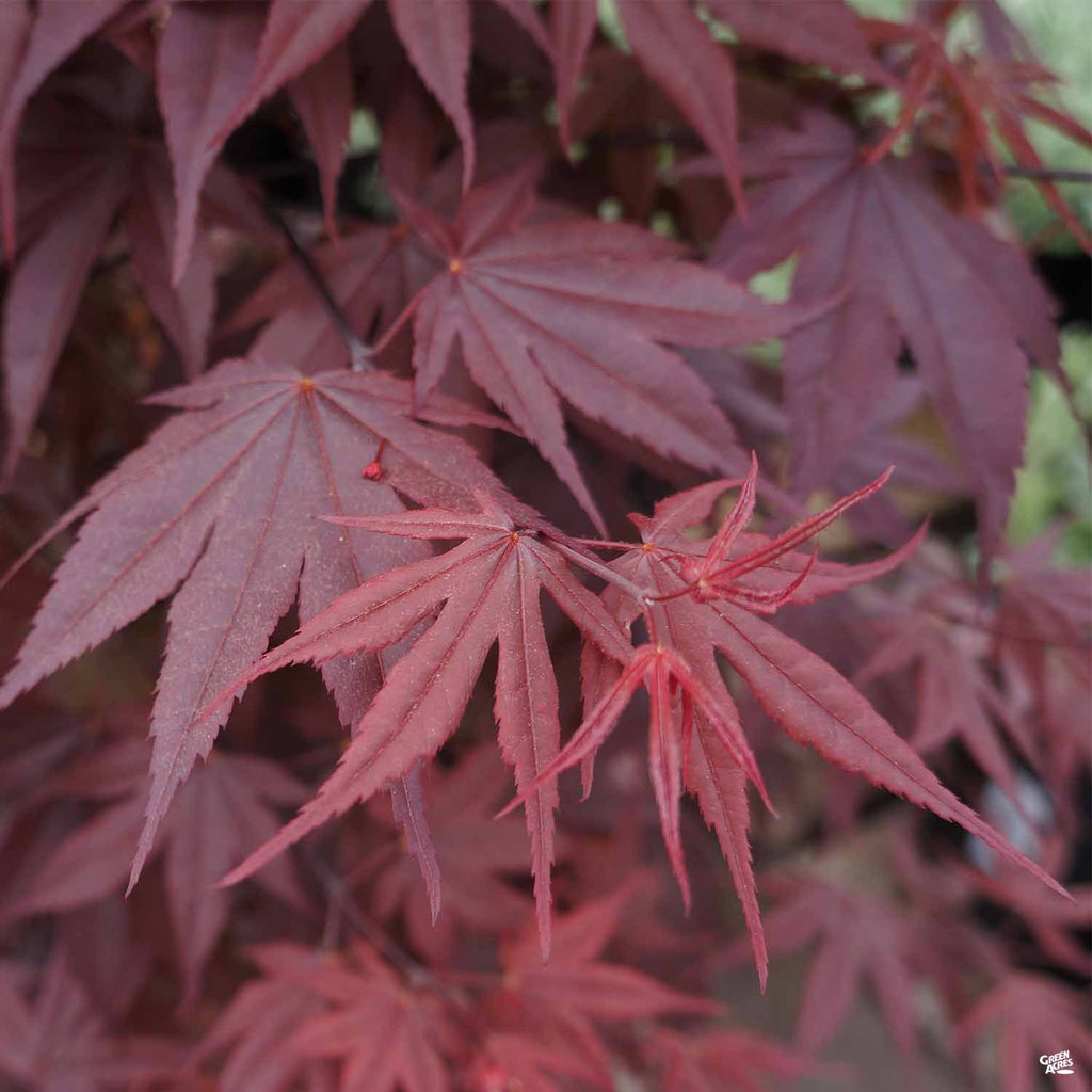 Japanese Maple 'Bloodgood' — Green Acres Nursery & Supply