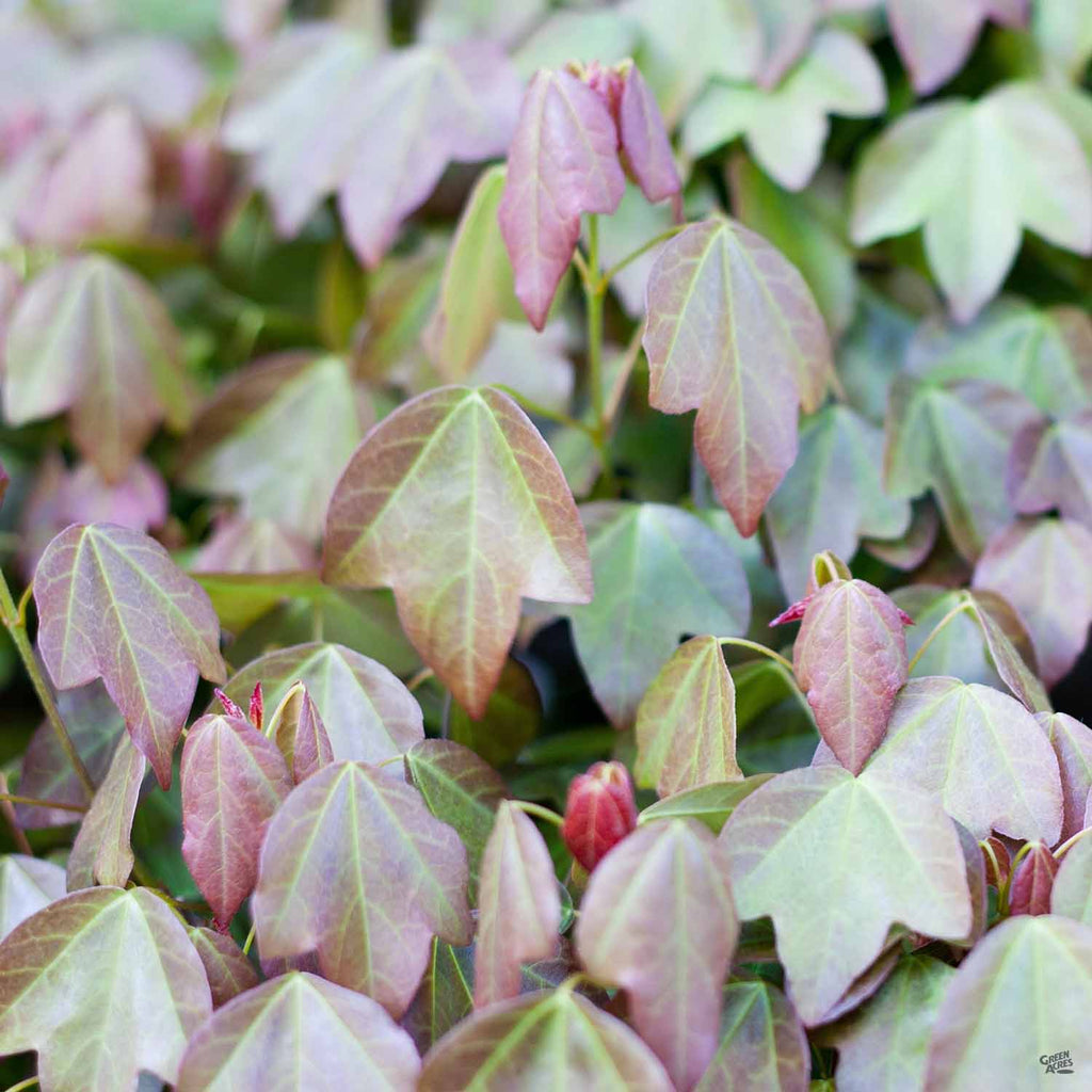 Trident Maple — Green Acres Nursery & Supply