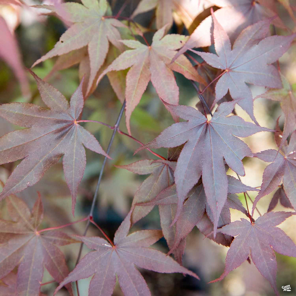 Japanese Maple 'Emperor One' — Green Acres Nursery & Supply