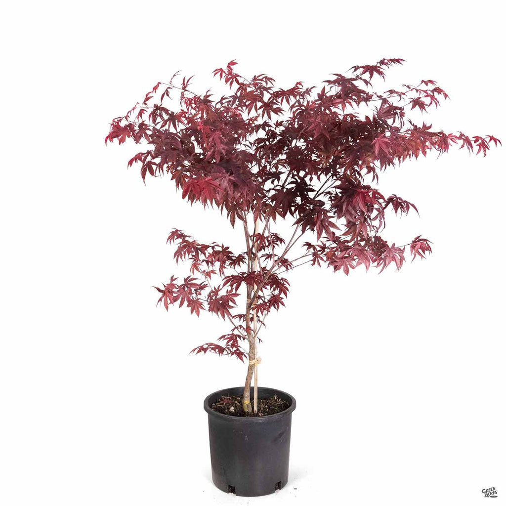Japanese Maple 'Emperor One' — Green Acres Nursery & Supply